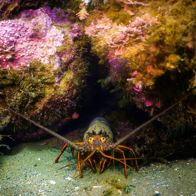 BSA Digital Photography Specialty – Malibudivers