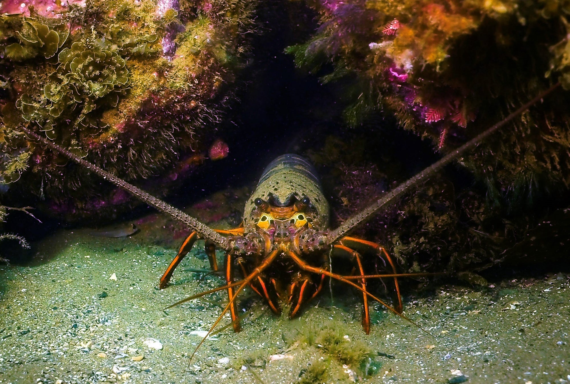 TAKING LOBSTER “BY HAND” AND 10 IMPORTANT RULES FOR LOBSTER DIVING ...