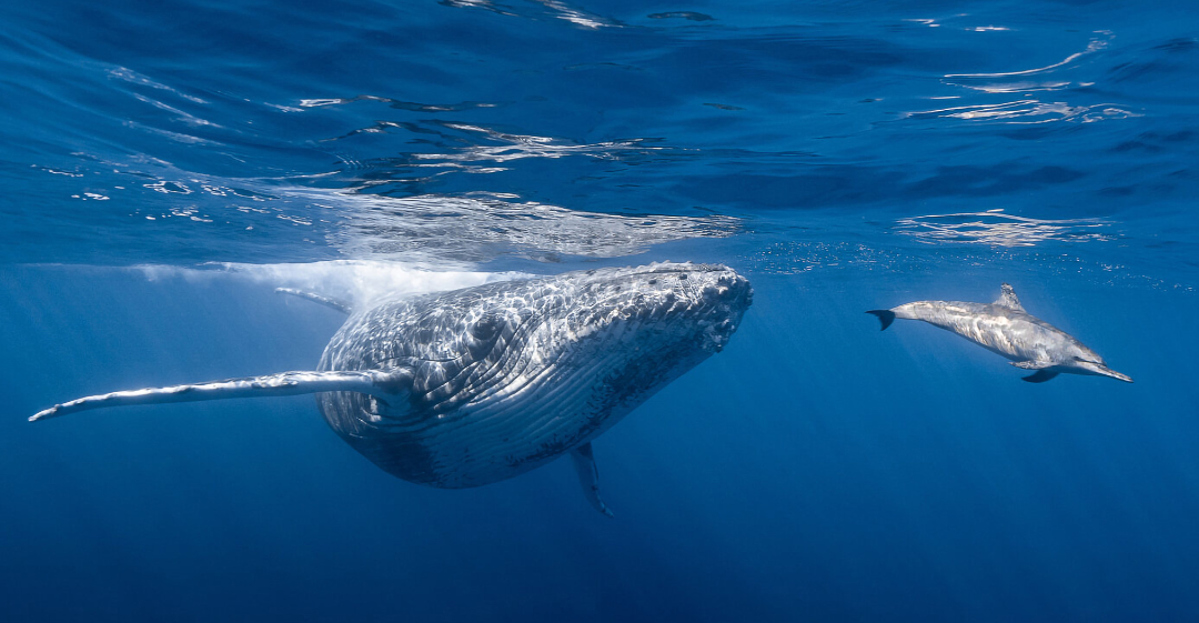 Seasonality of Cetacean Species Richness in California