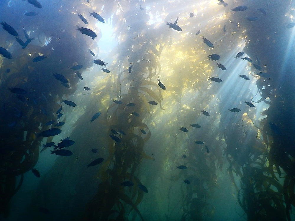 Malibu Divers – Malibudivers
