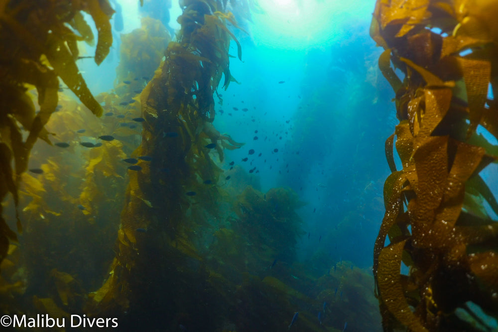 CAMP & DIVE WEEKEND – Malibudivers