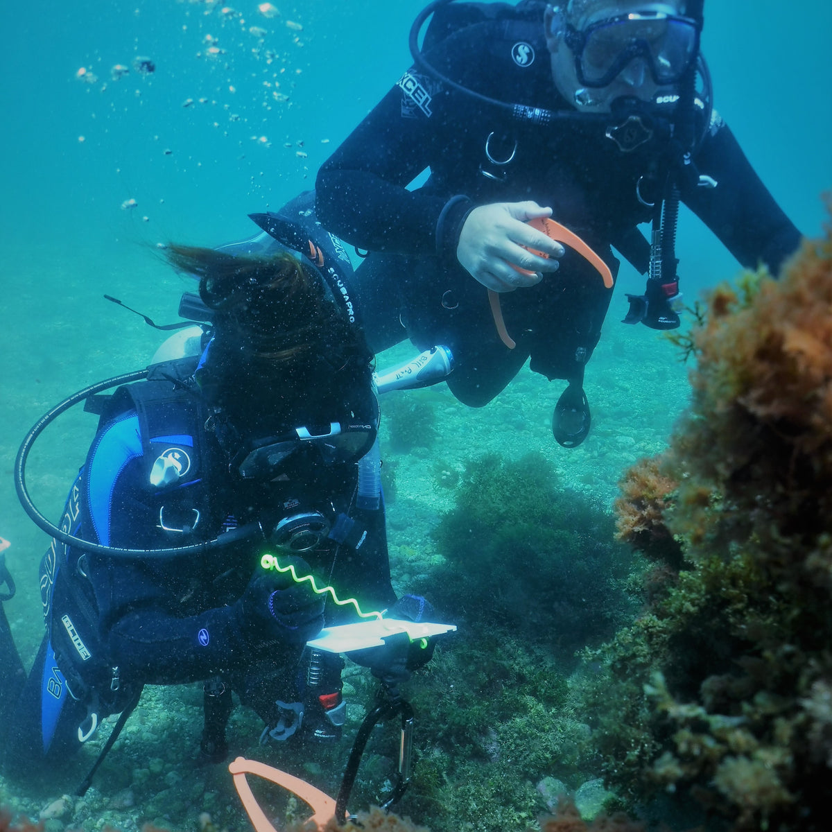 BSA Abalone Diver Specialty – Malibudivers