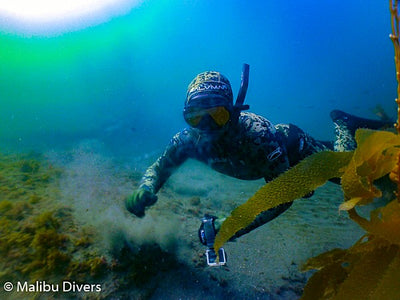 Freediving Program – Malibudivers