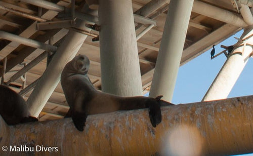Oil Rig Diving – Malibudivers